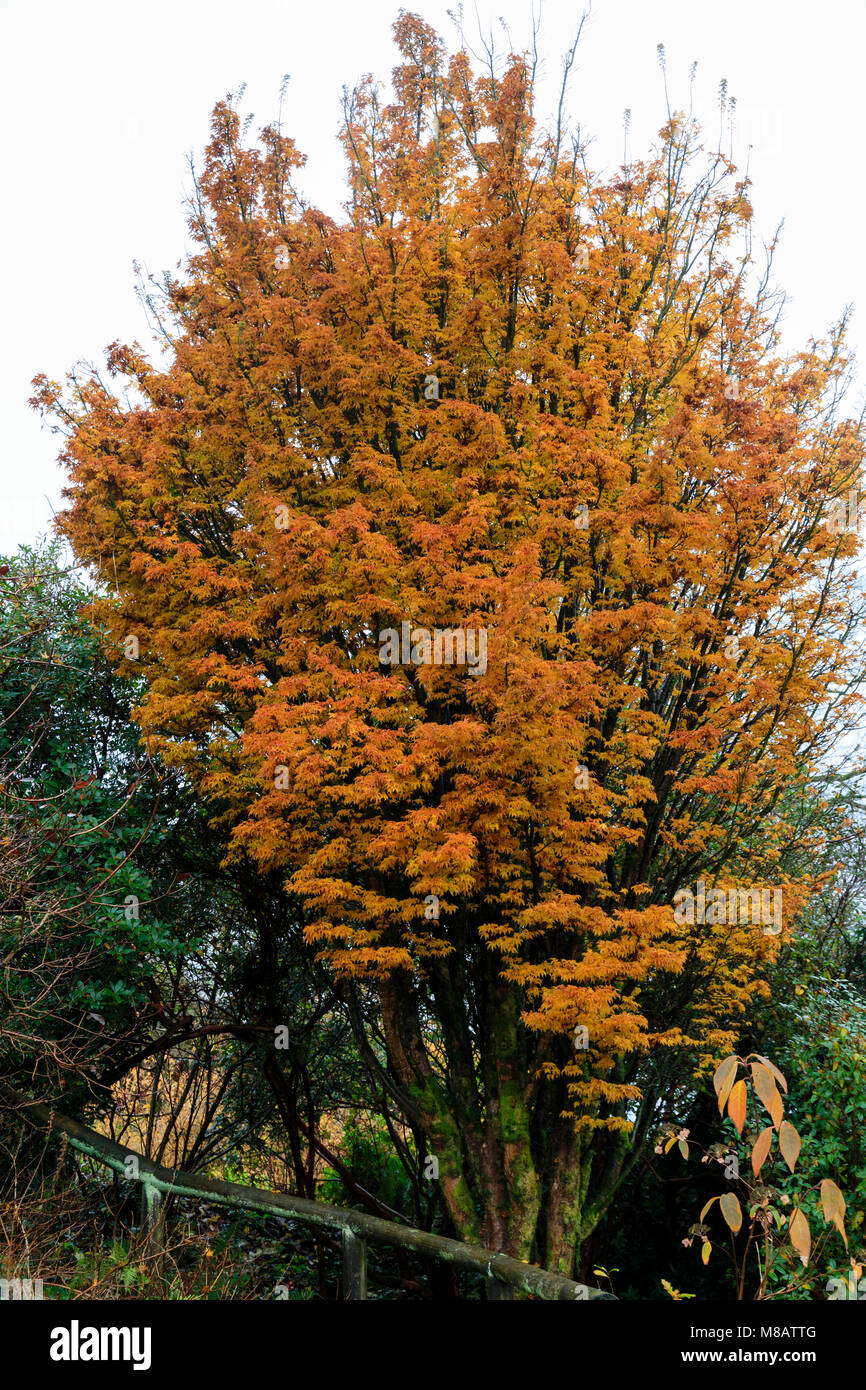 Orange Autumn foliage of the small Japanese maple tree, Acer palmatum ...