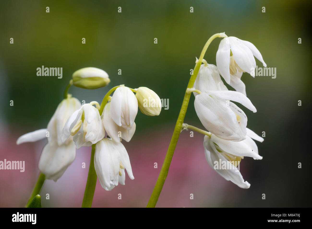 White squill scilla hi-res stock photography and images - Alamy