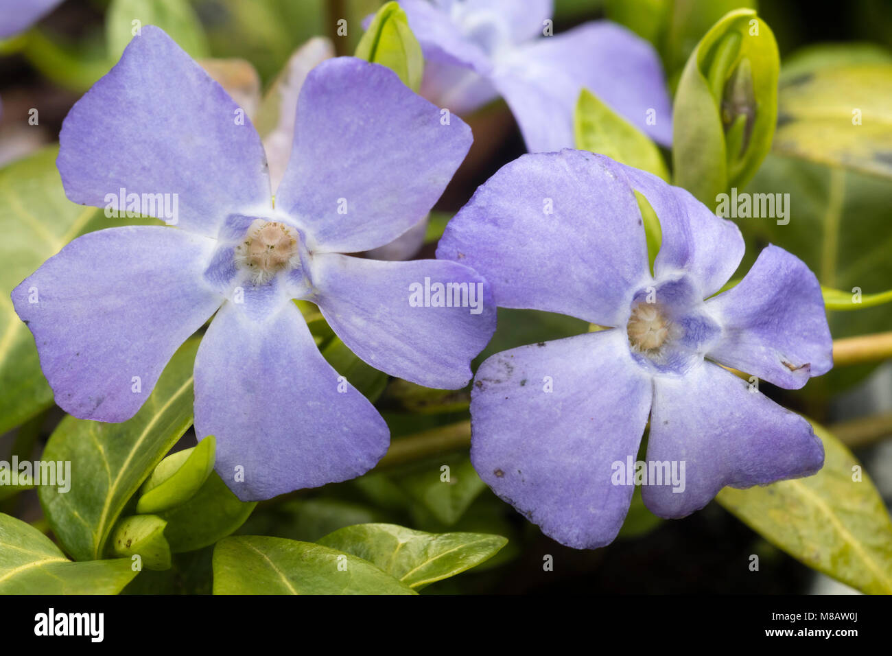 Blue early spring flowers of the ground covering sub shrub, Vinca minor ...