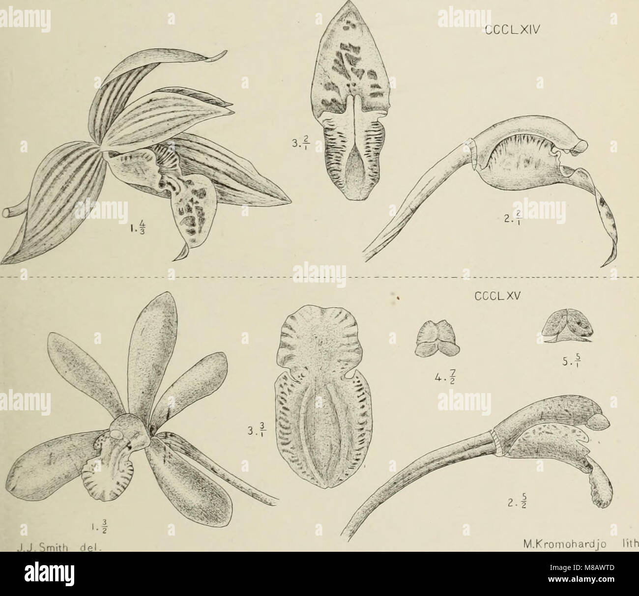 This 1905 German work provides an in-depth look at the orchids of Java ...
