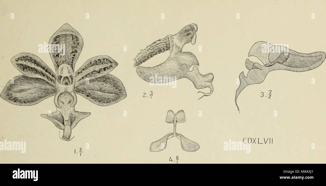 This 1905 work focuses on the orchids of Java, documenting the various ...