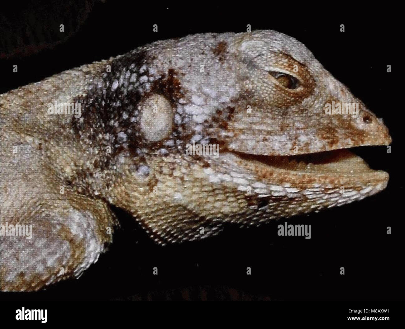 The Harvard University Museum of Comparative Zoology houses the Agama ...