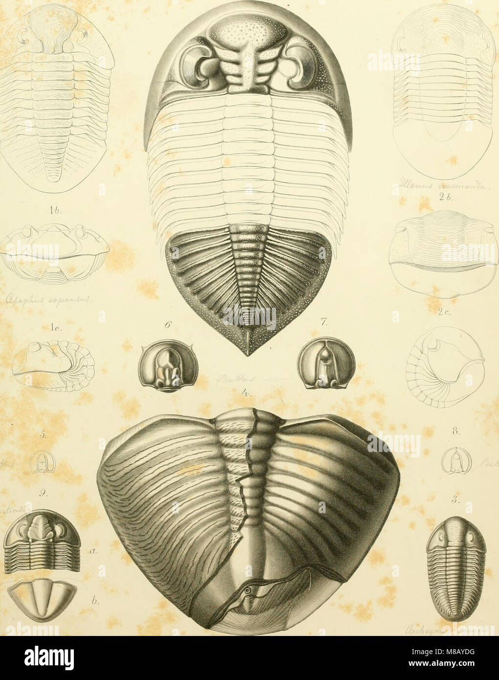 *Die Organisation der Trilobiten* (1843) focuses on the anatomy and ...