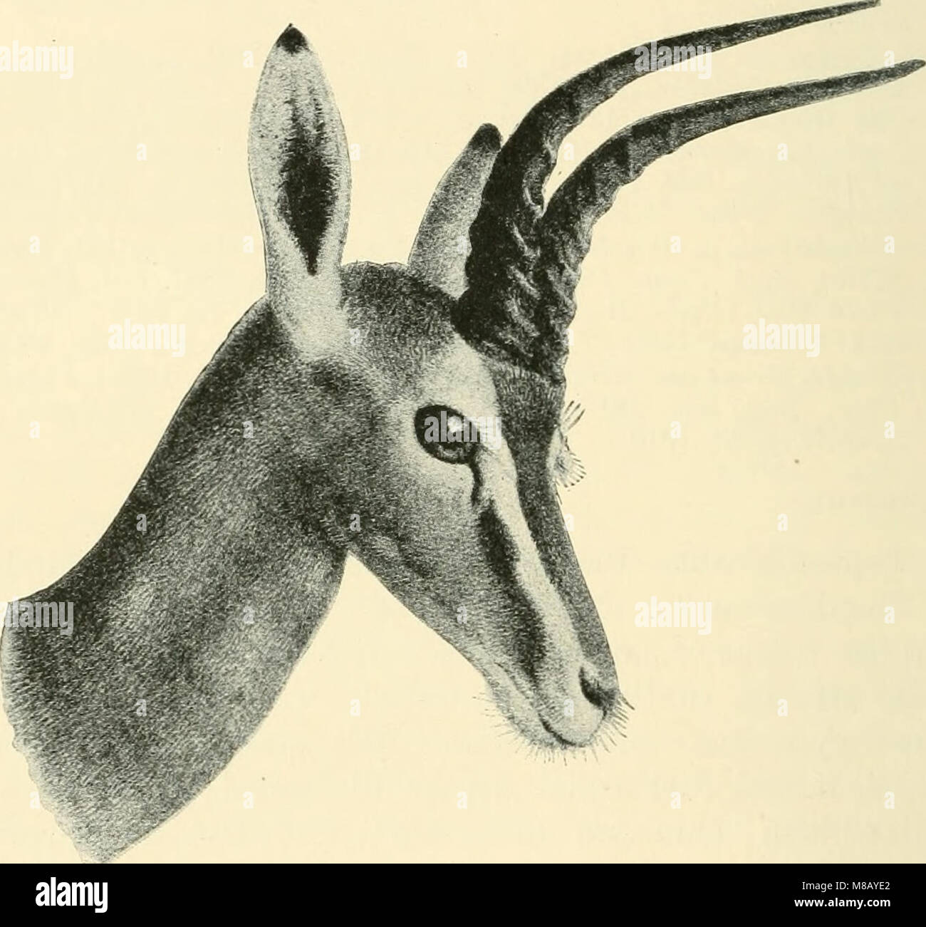 The *Head of Dibatag* (*Ammodorcas clarkei*) showcases this antelope ...