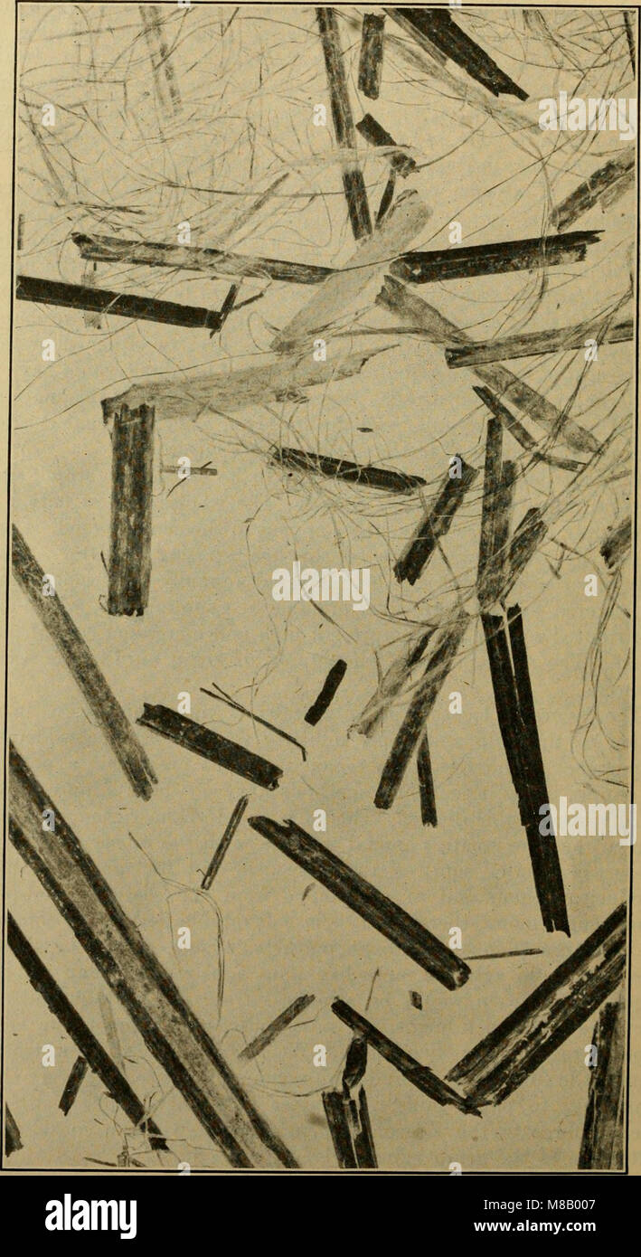 Hemp hurds as paper-making material (1916) (14761338586 Stock Photo - Alamy