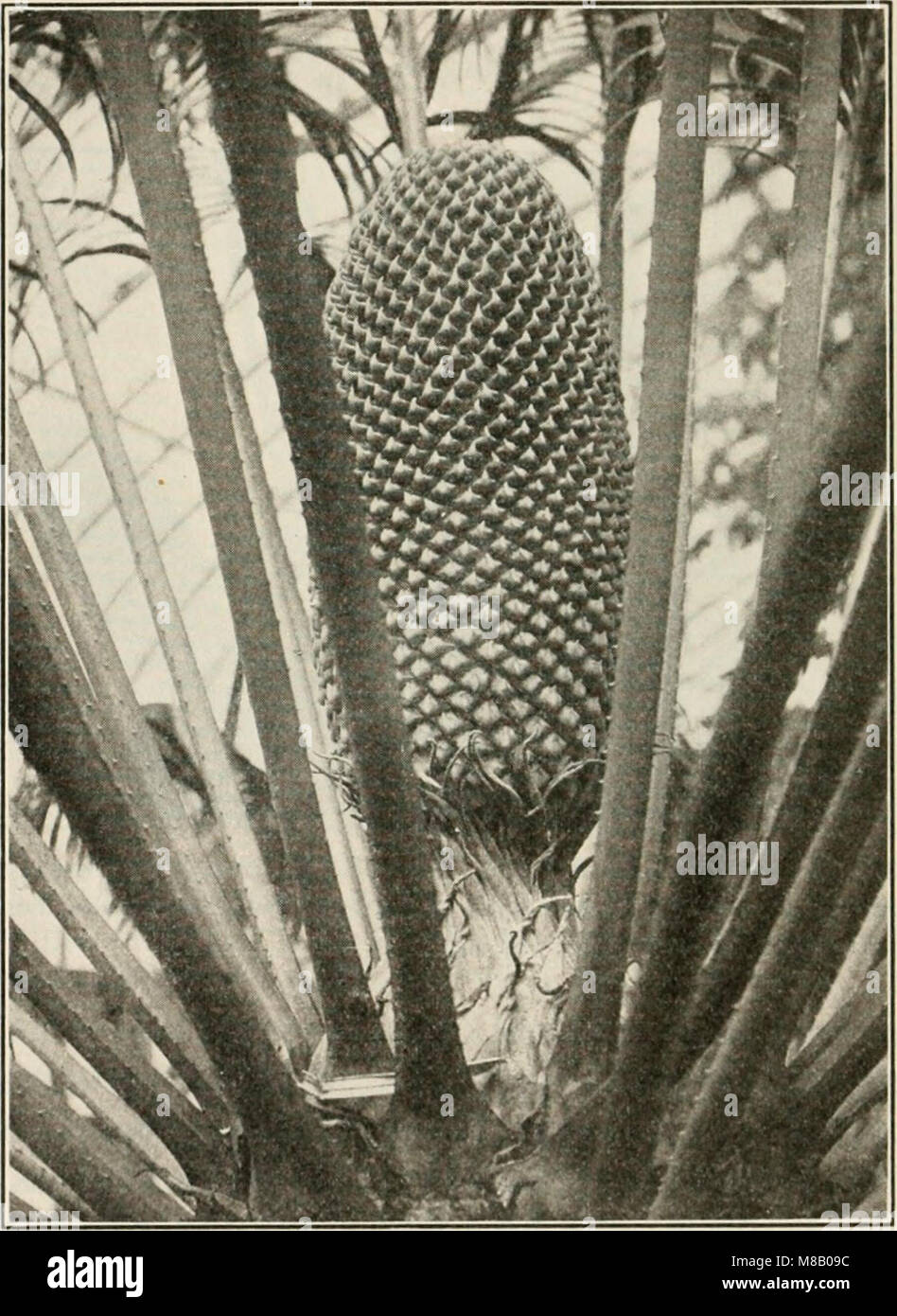 'Heredity and Evolution in Plants' (1920) examines the mechanisms of ...