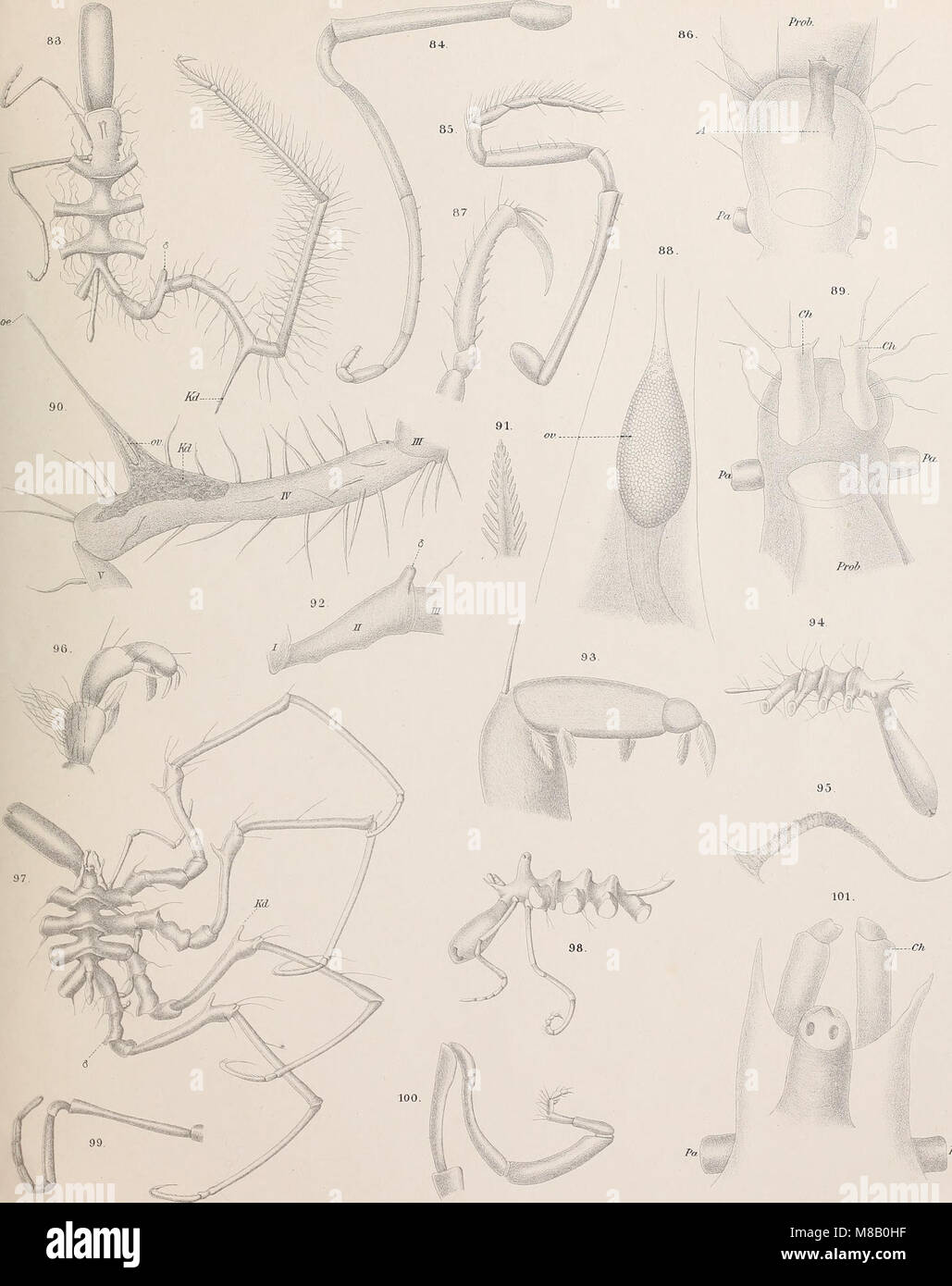 This 1908 study explores the pantopod species discovered during the ...
