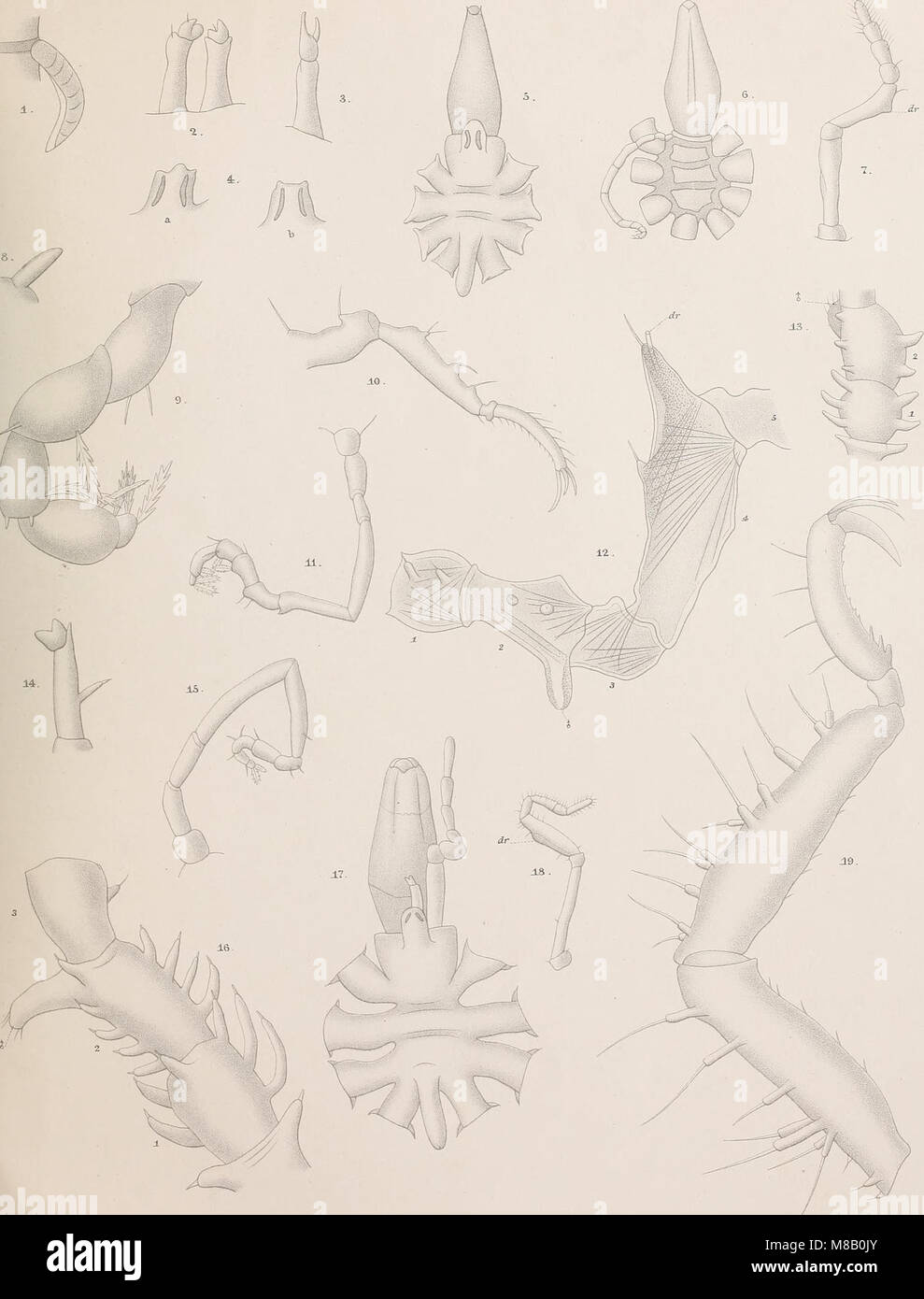 A 1908 study on Pantopoda, or sea spiders, from the Siboga Expedition ...