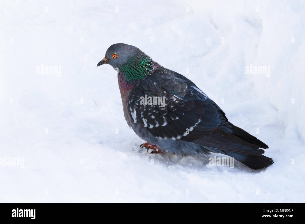 Dove in winter plumage on the snow surface Stock Photo - Alamy