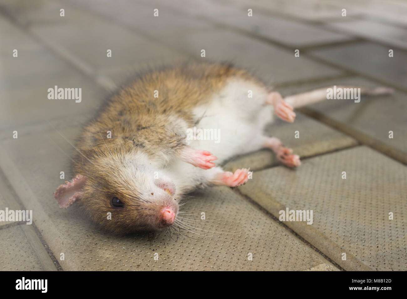 Rat, poisoned poisonous smoke lying on the floor Stock Photo - Alamy