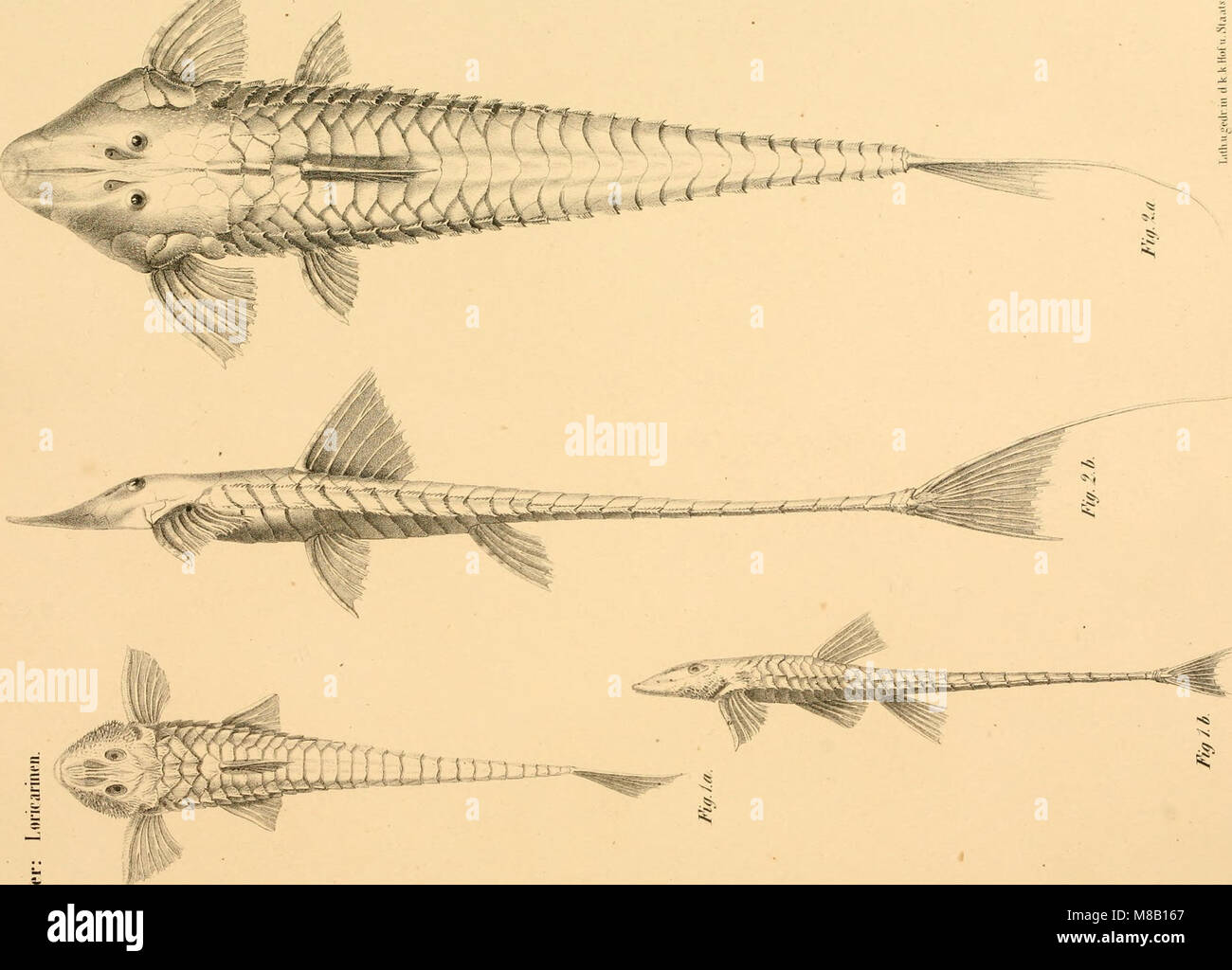 This 1853 work details the armored catfish species housed in the ...