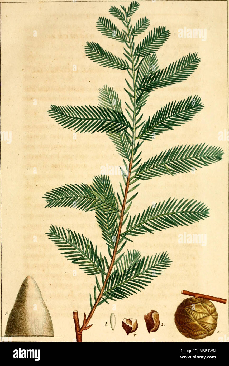 Histoire des arbres forestiers de l'Amérique septentrionale, considérés ...