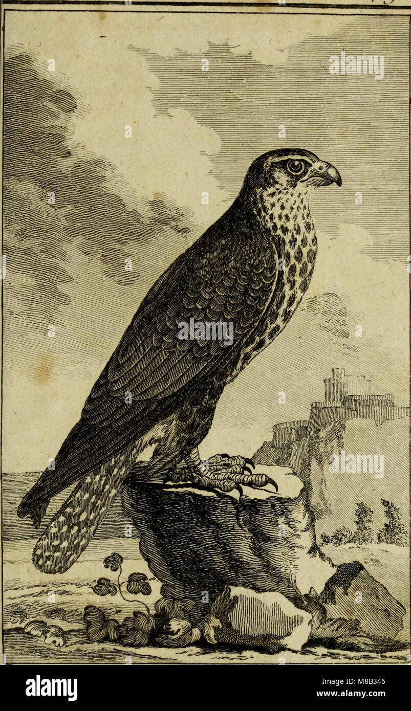 An 18th-century work on the natural history of birds, presenting ...