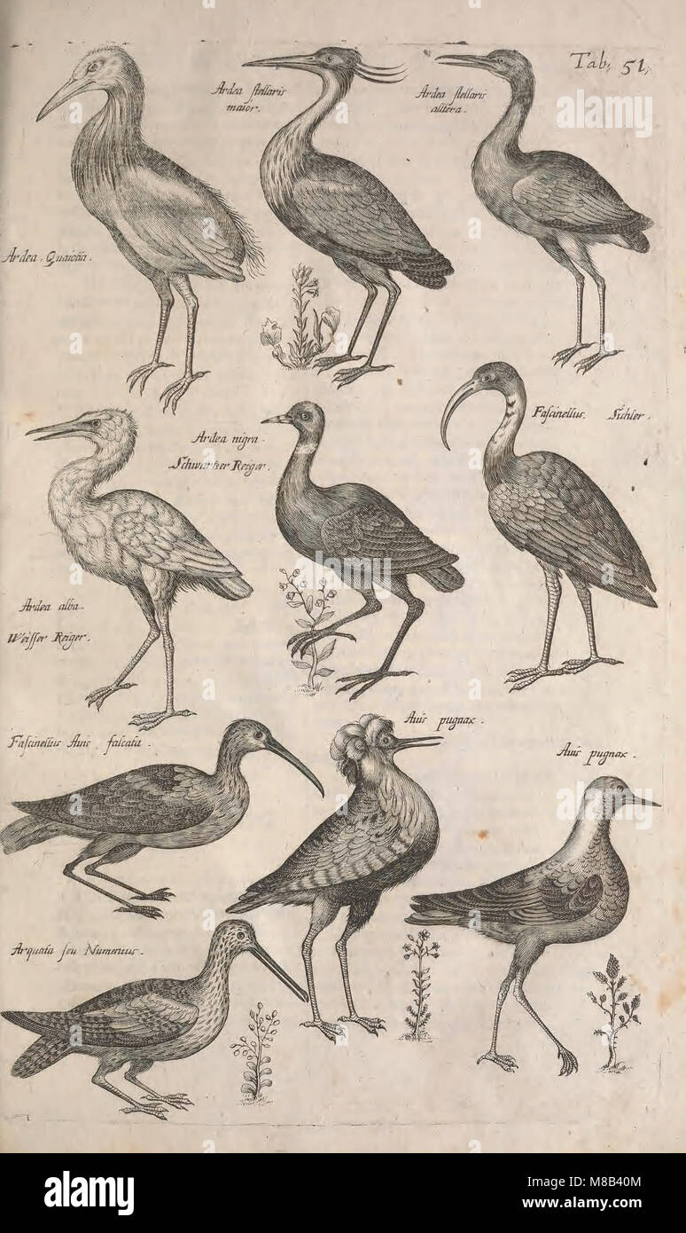 This comprehensive work titled 'Historiae naturalis' is divided into ...