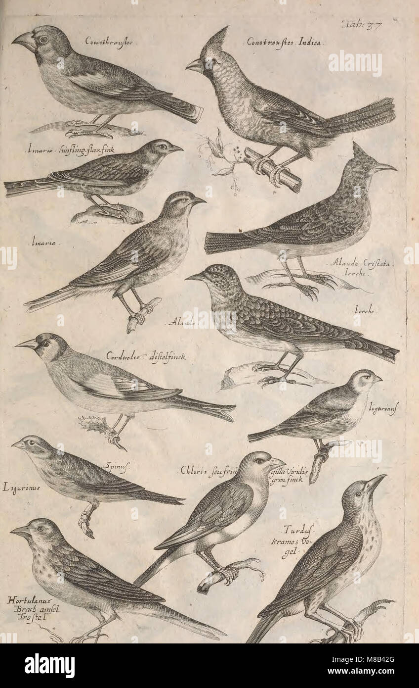 This 17th-century natural history work covers quadrupeds, snakes ...