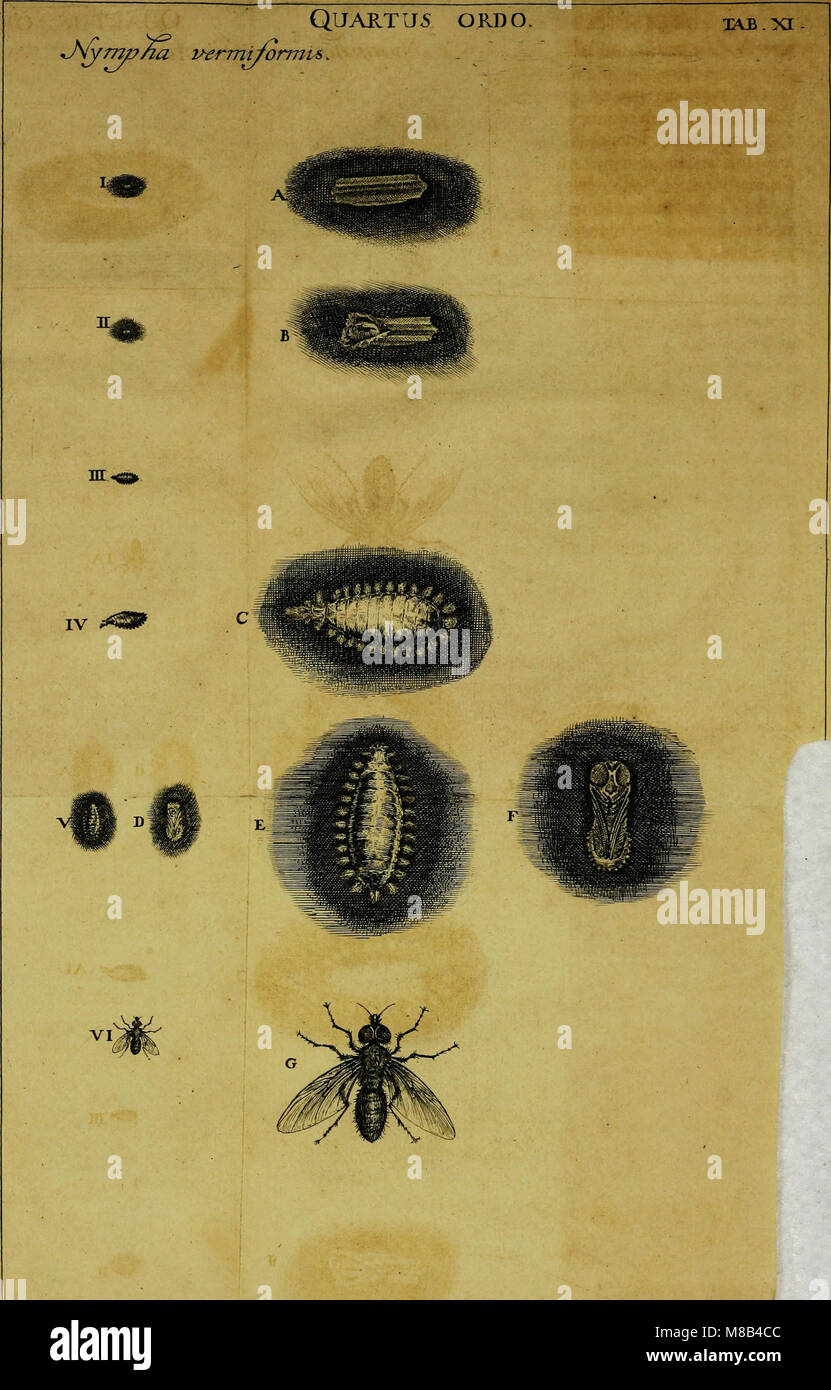 Historia insectorum generalis - cum figuris et indicibus necessariis ...