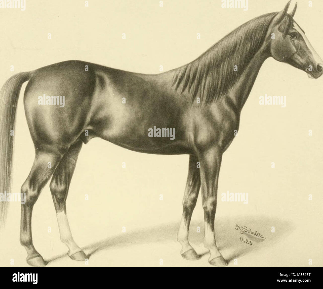 History in brief of 'Leopard' and 'Linden,' General Grant's Arabian ...