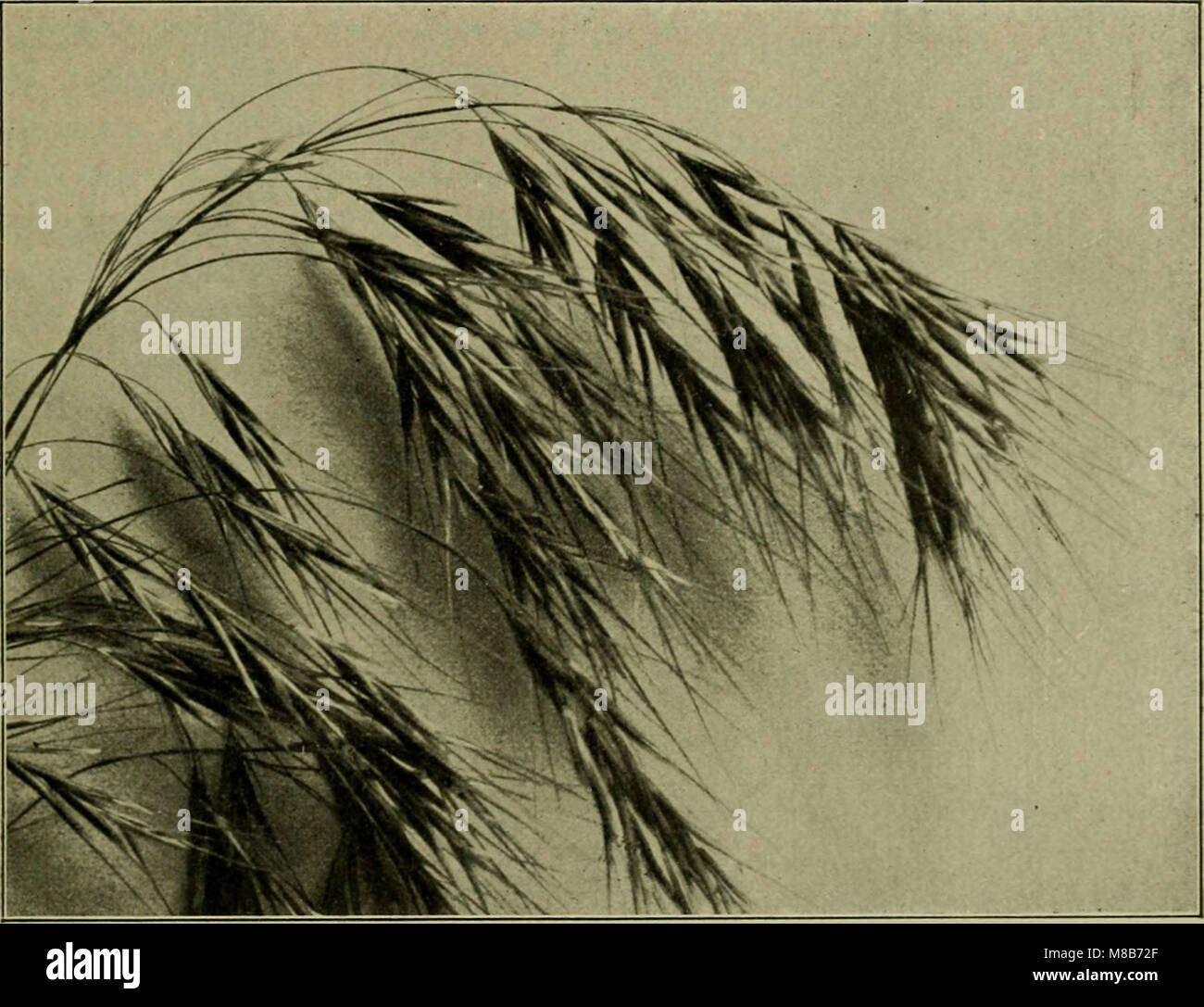 This 1909 work, *The Flora of Germany*, offers a detailed overview of ...
