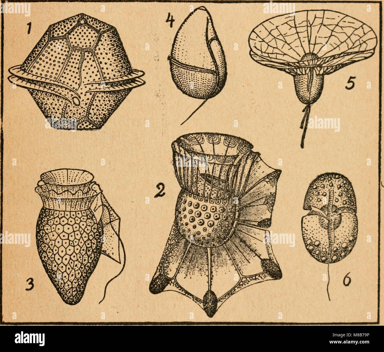 This 1920 work explores the innovative nature of plants, discussing how ...
