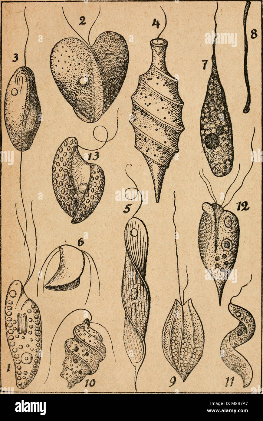 'Die Pflanze als Erfinder' (1920), translated as 'The Plant as Inventor ...