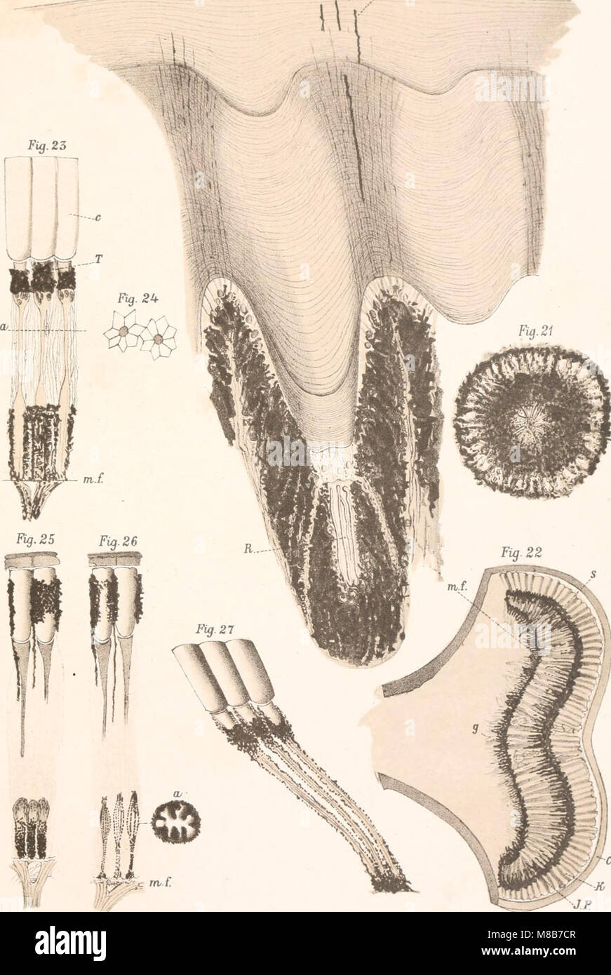 This 1891 study explores the physiology of the compound eyes in ...