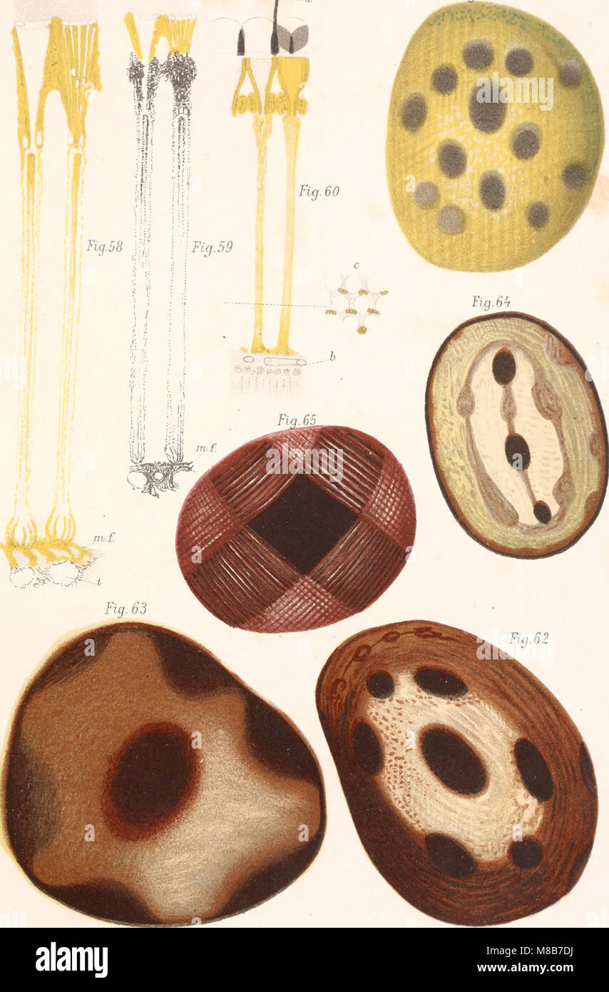 This 1891 study focuses on the physiology of compound eyes in ...