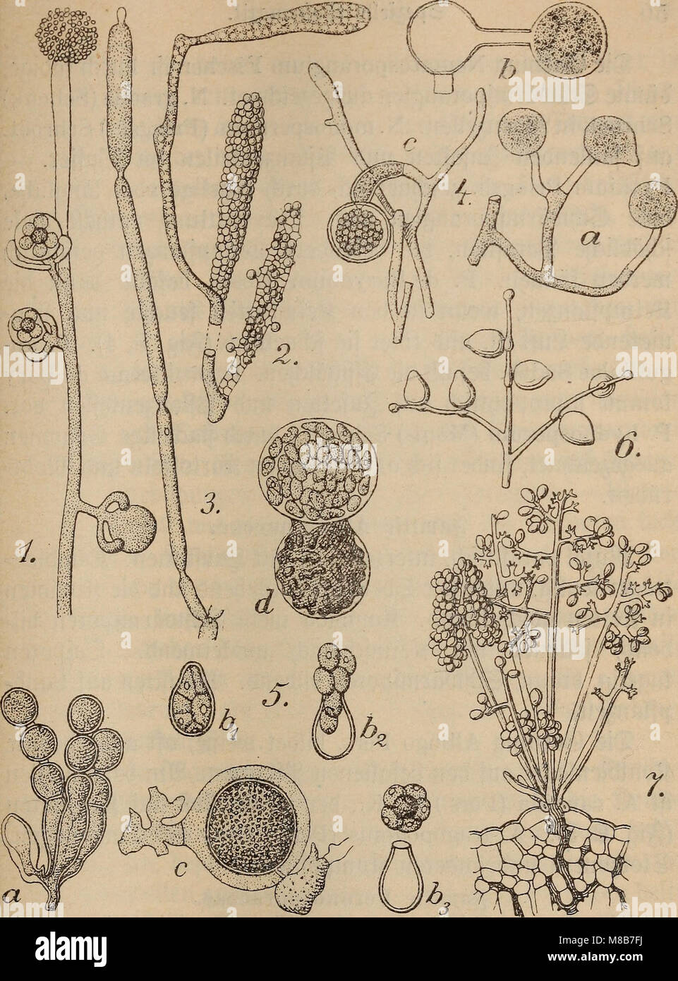 This 1912 work provides an introduction to the classification and forms ...
