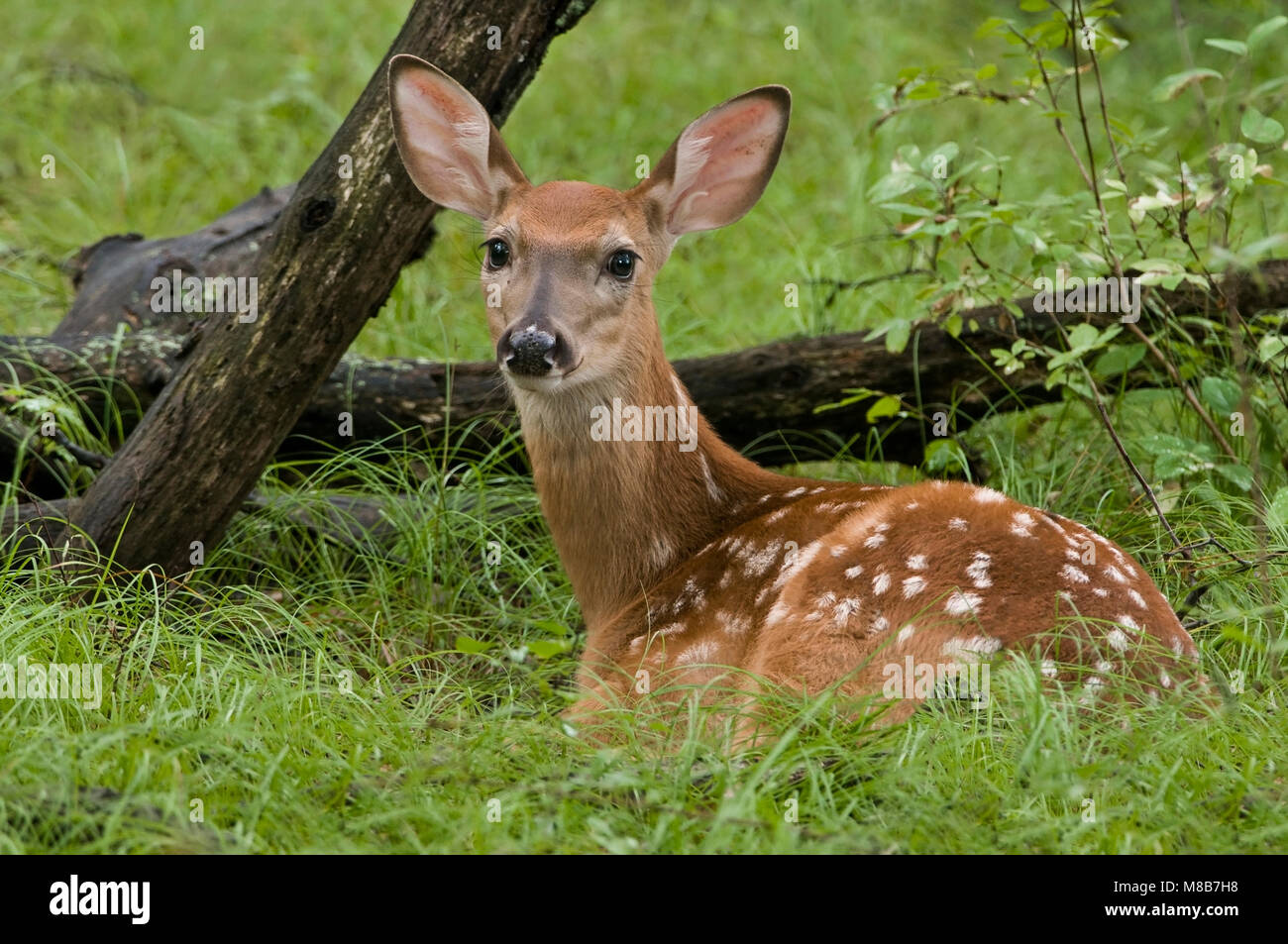 White-tailed Deer,(Odocoileus virginianus), Fawn, Spring, Eastern Deciduous forest, E USA, by ...