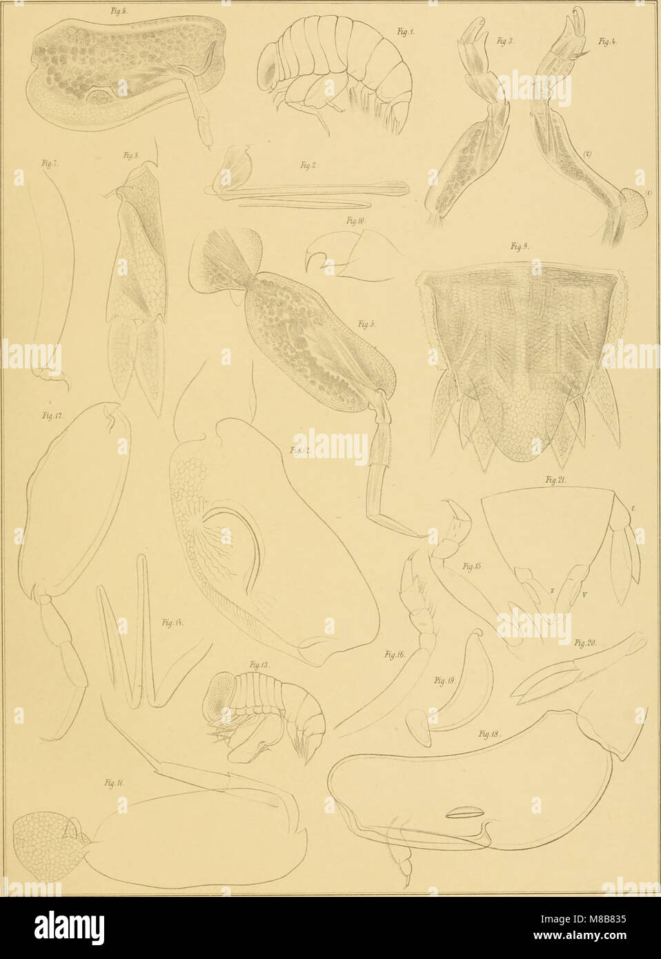 A 1887 work focused on the Platyscelid family, a group of parasitic ...