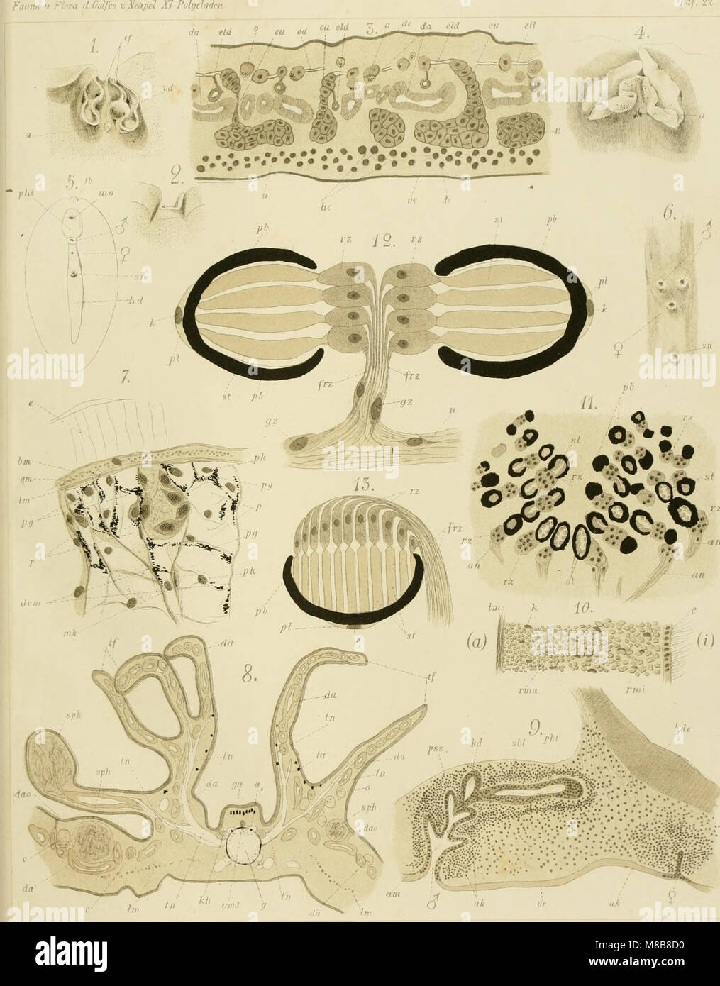 This 1884 study examines polyclad flatworms in the Gulf of Naples and ...