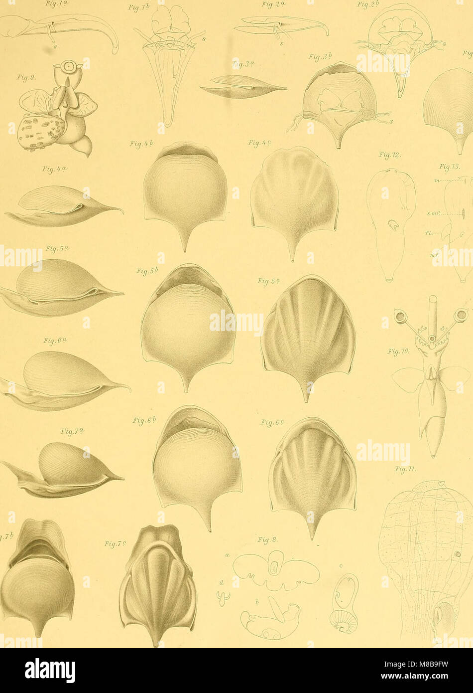 'Die Pteropoden der Plankton-Expedition' (1906) explores the study of ...
