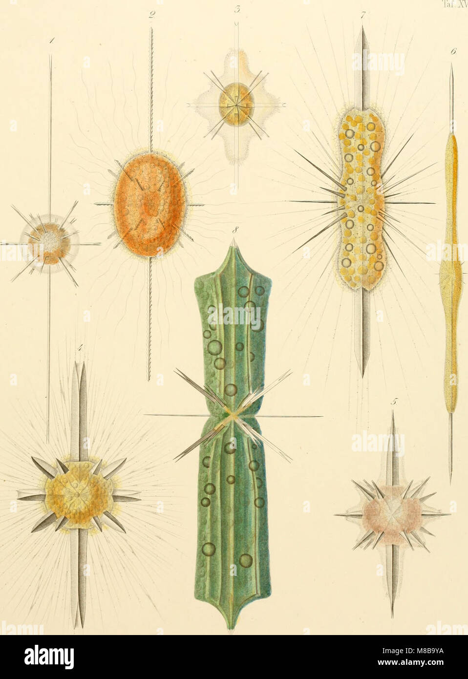 A 1862 monograph on radiolarians (Rhizopoda Radiaria), focusing on ...