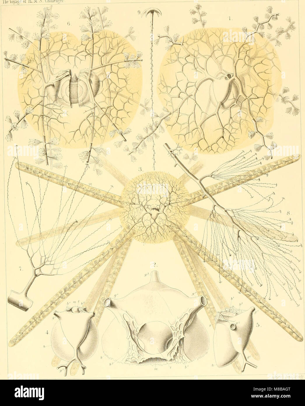 'Die Radiolarien' (1888) is a monograph on radiolarians, a group of ...