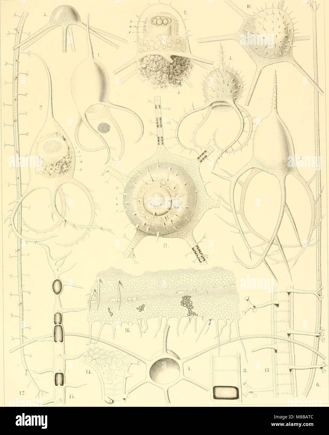 This 1888 monograph on Radiolaria (Rhizopoda radiaria) details the ...