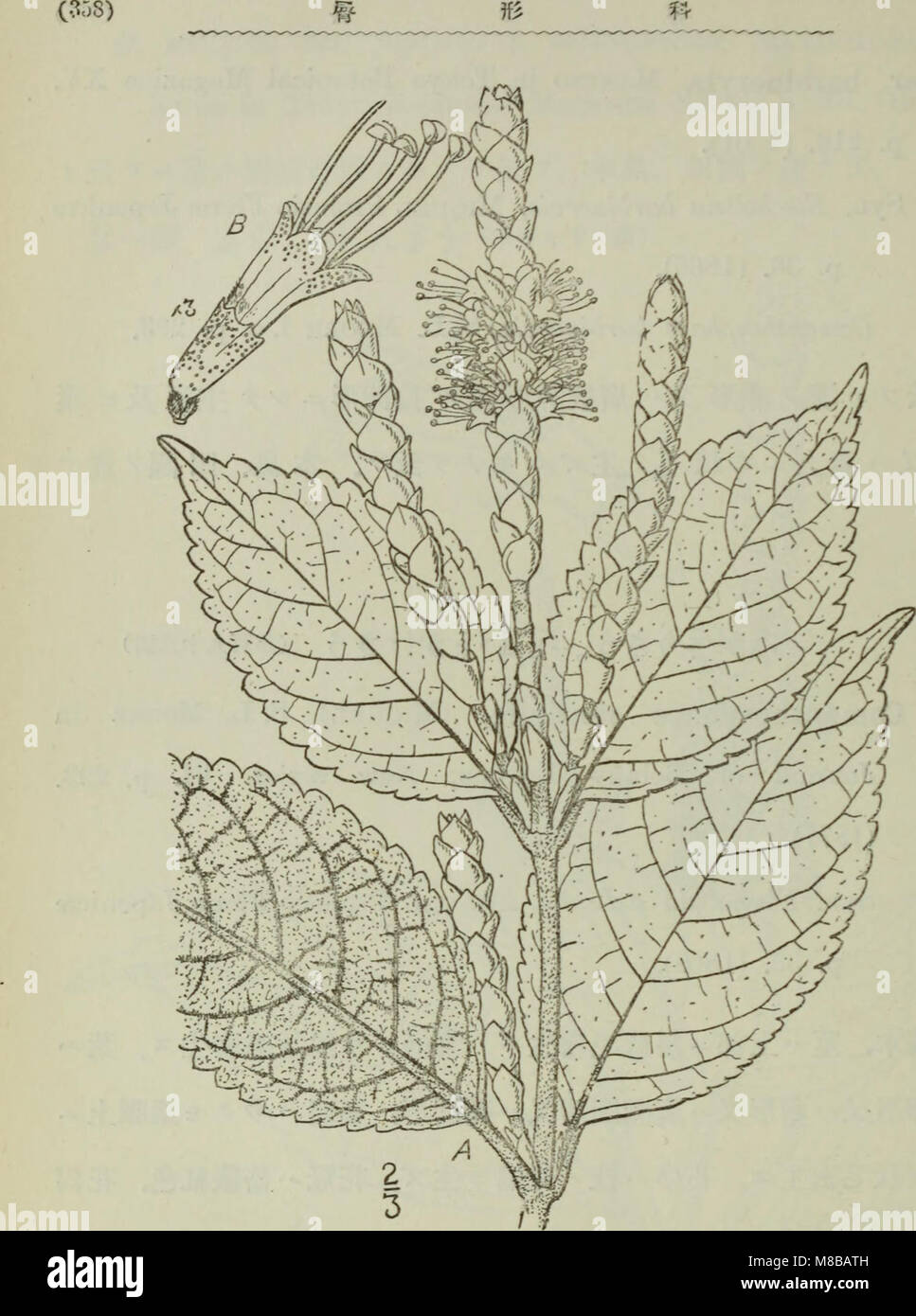 Dai Nihon Jumokushi, published in 1882, is a detailed work on the ...