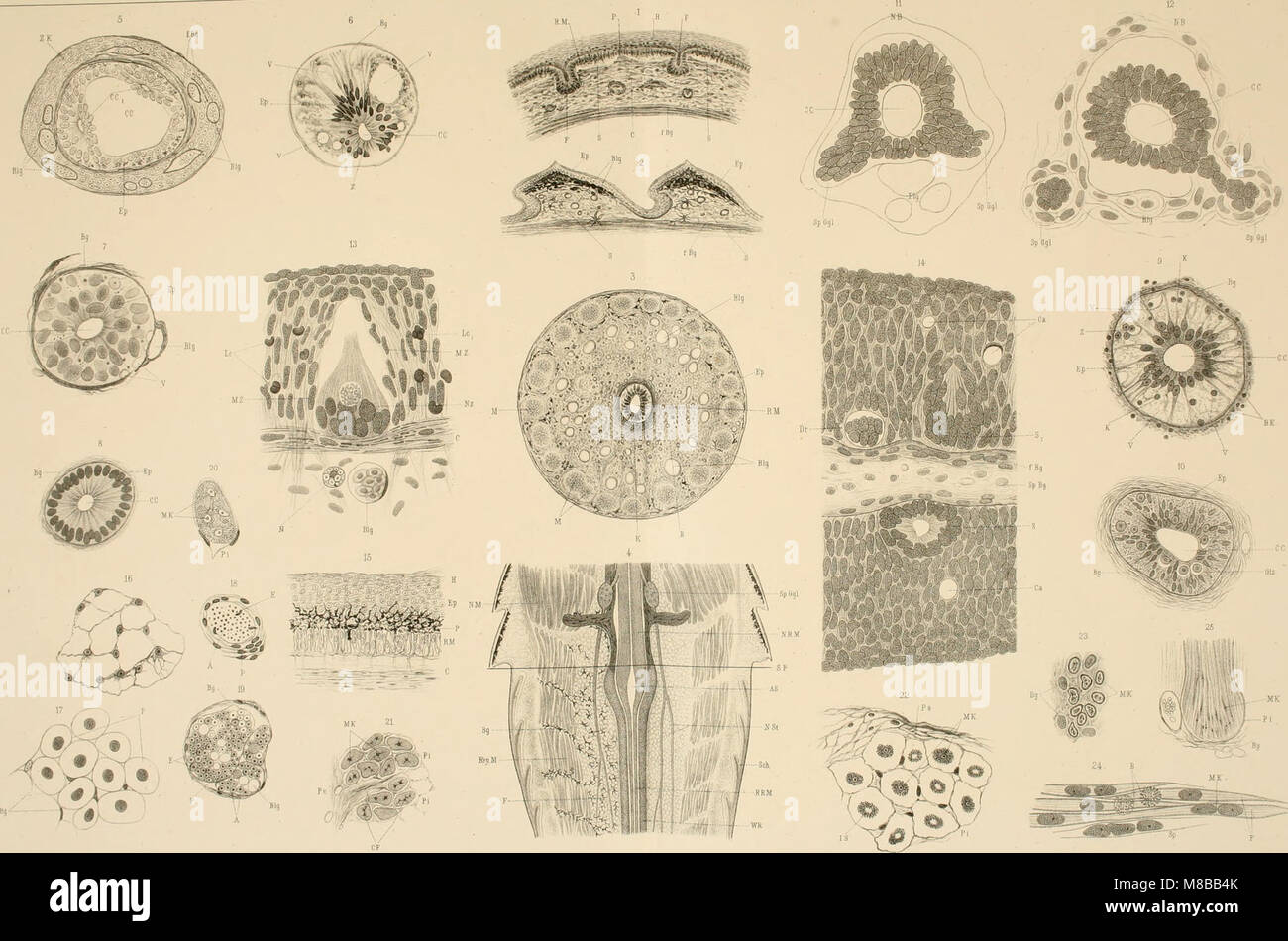Die Regeneration von Geweben und Organen bei den Wirbelthieren ...