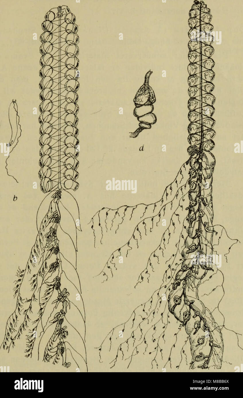 'Danmarks Fauna' (1907) is an illustrated guide to the animal life of ...