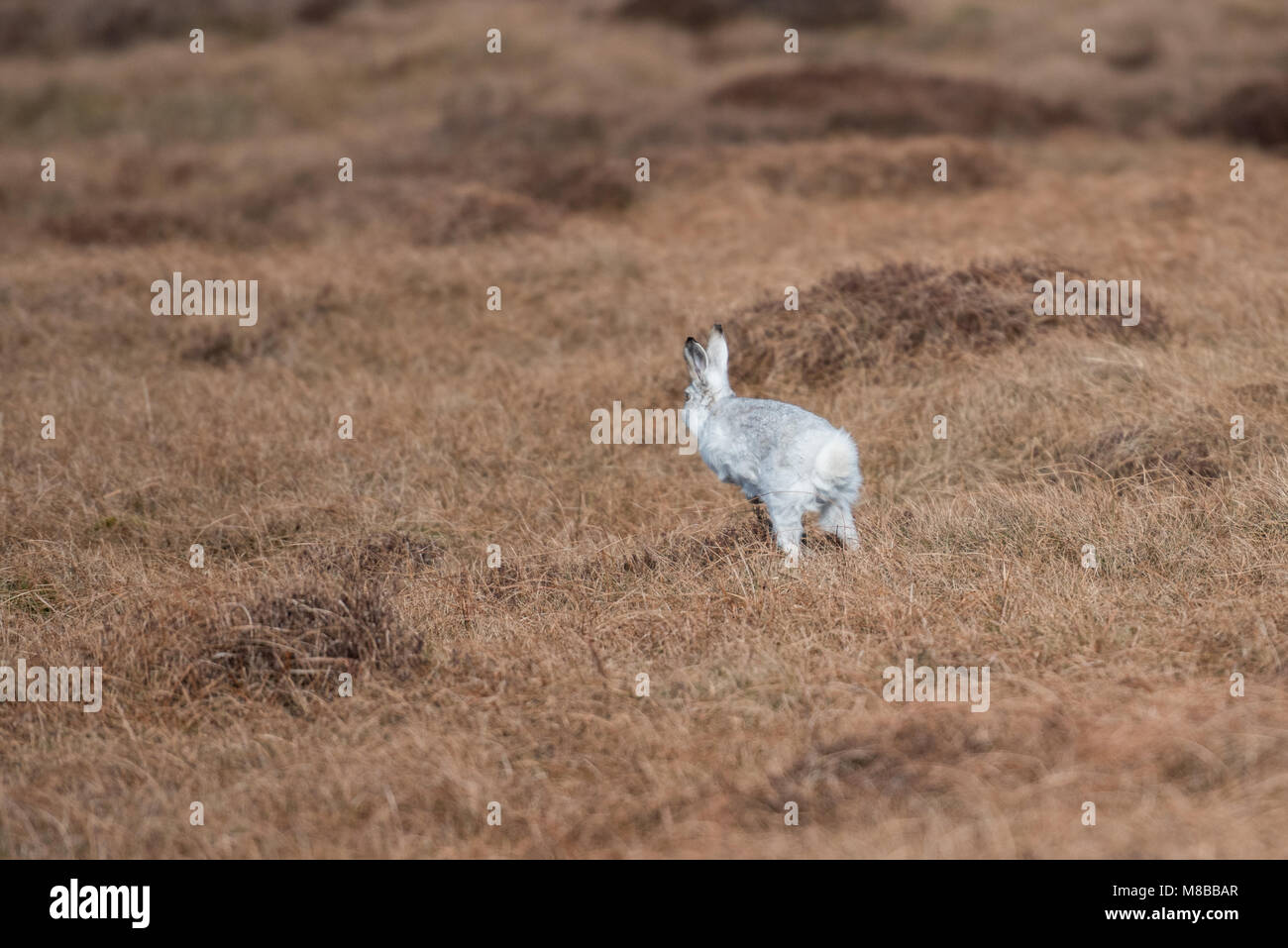 Tundra hare hi-res stock photography and images - Alamy