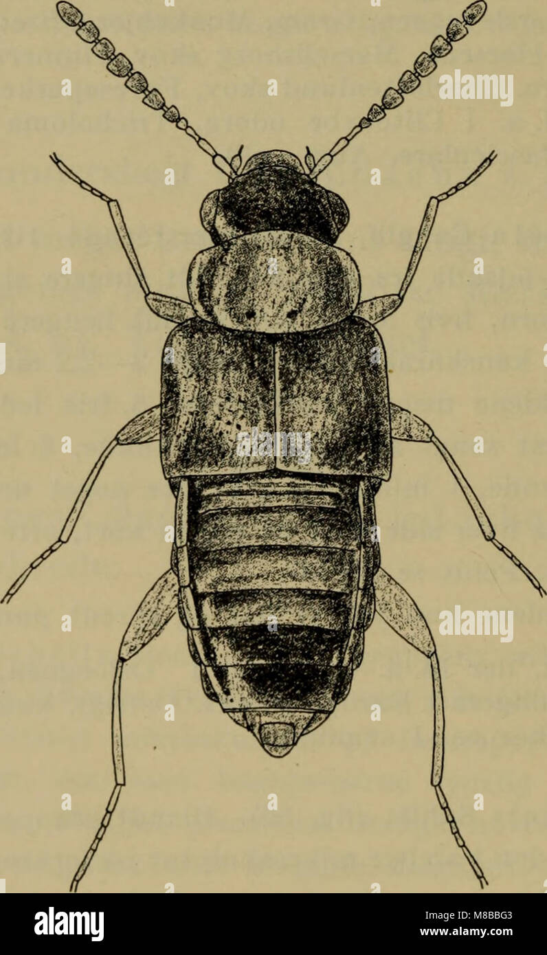 *Danmarks Fauna* (1907) is an illustrated guide to the fauna of Denmark ...