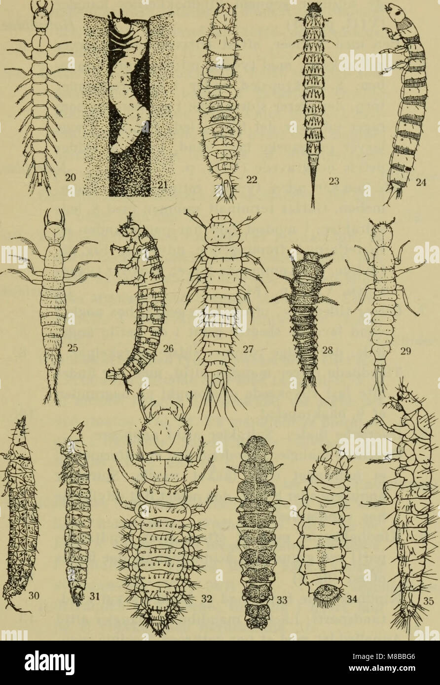 The 1907 illustrated handbook on Danish fauna provides a comprehensive ...