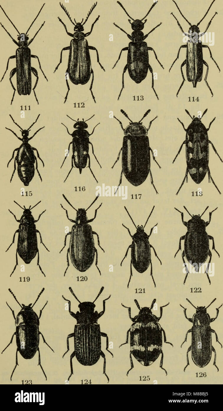 'Danmarks Fauna' (1907) is an illustrated guide to Denmark's wildlife ...