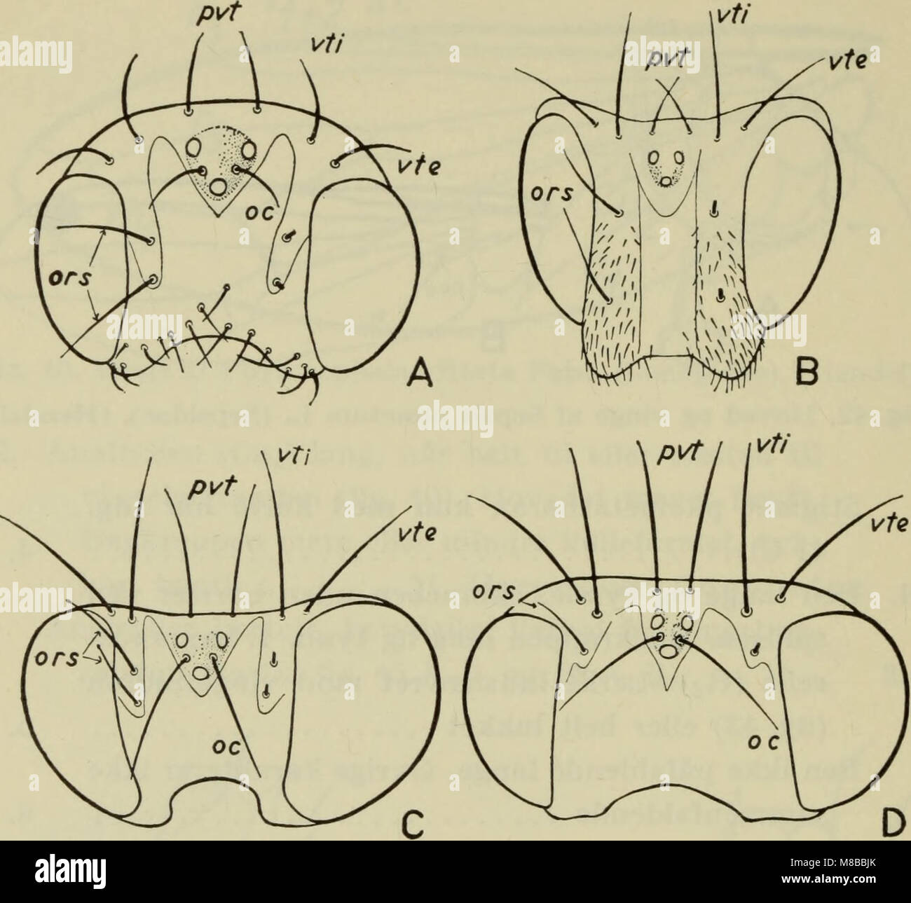 This 1907 illustrated guide details the fauna of Denmark, presenting ...