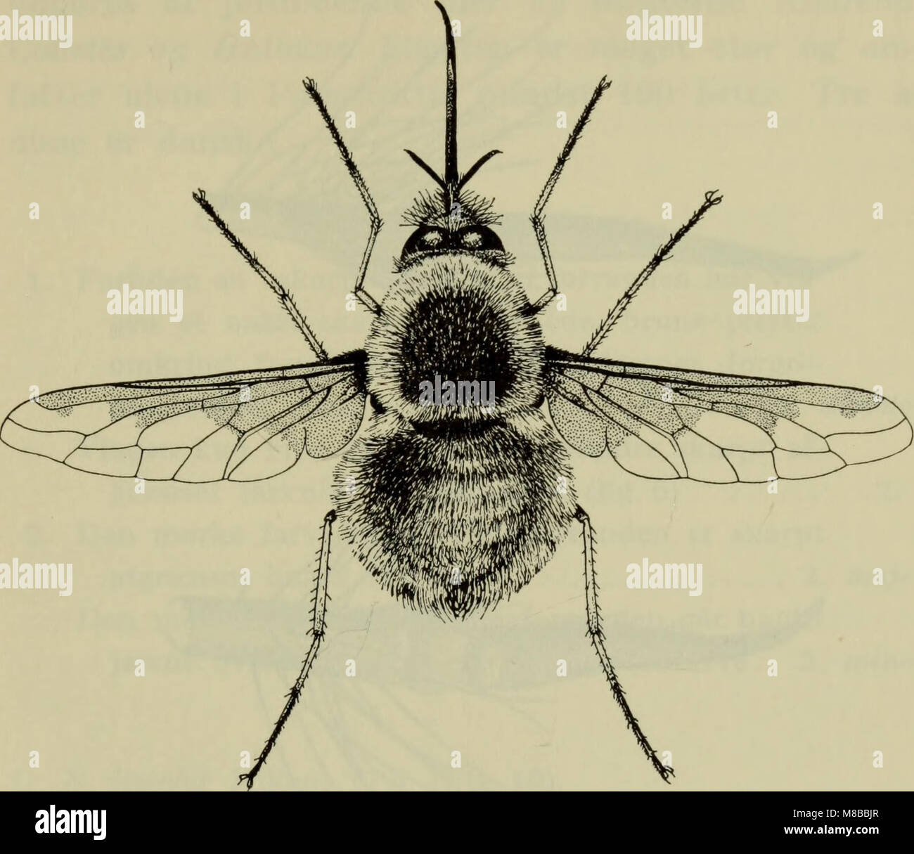 This 1907 work offers a detailed illustrated guide to the fauna of ...