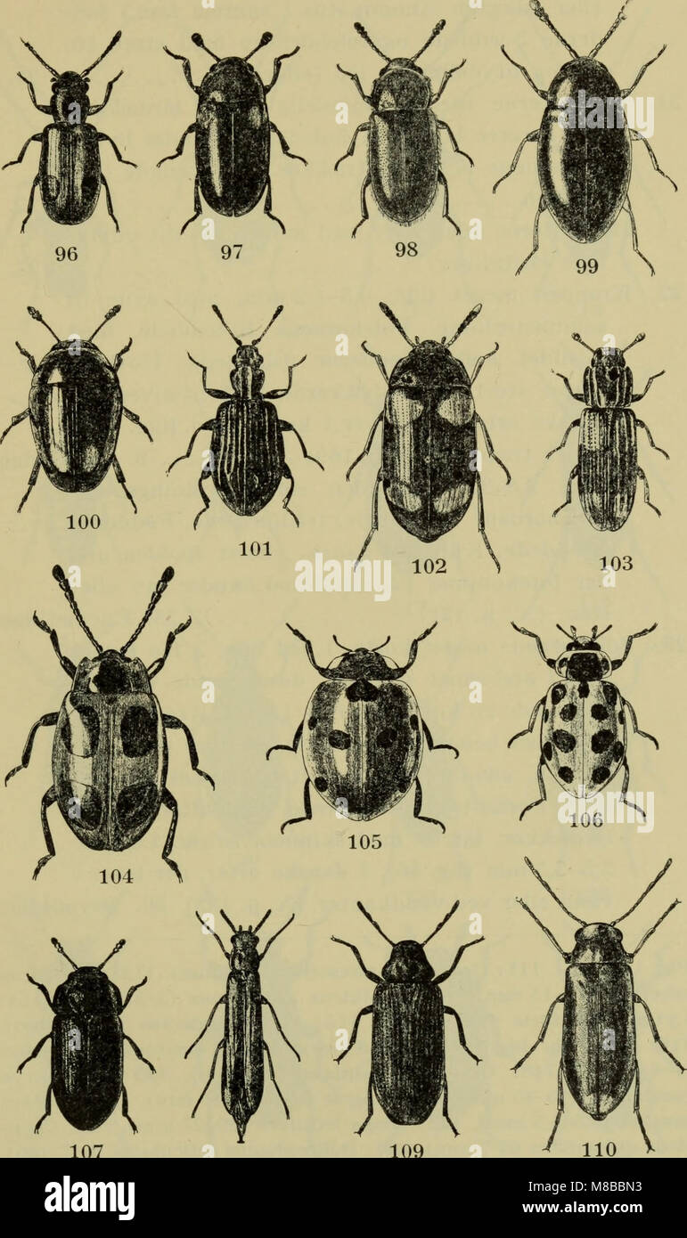 A 1907 illustrated handbook detailing the fauna of Denmark, describing ...