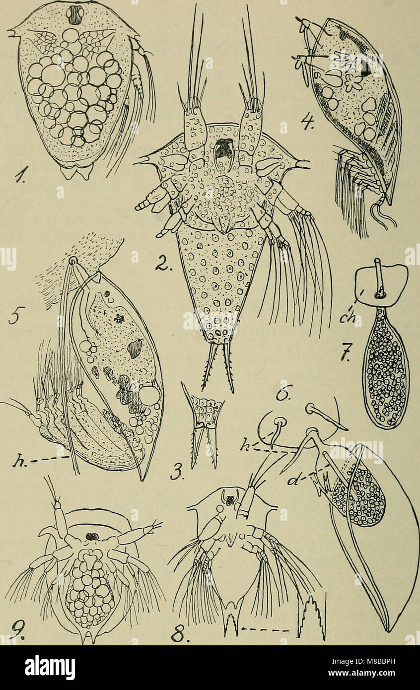 An illustrated handbook of Danish fauna from 1907, focusing on the ...