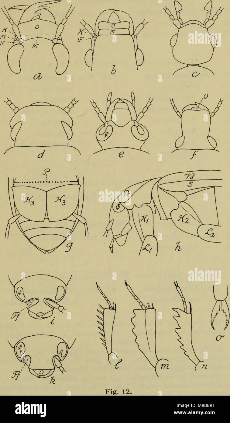 'Danmarks Fauna' (1907) is an illustrated handbook on the wildlife of ...