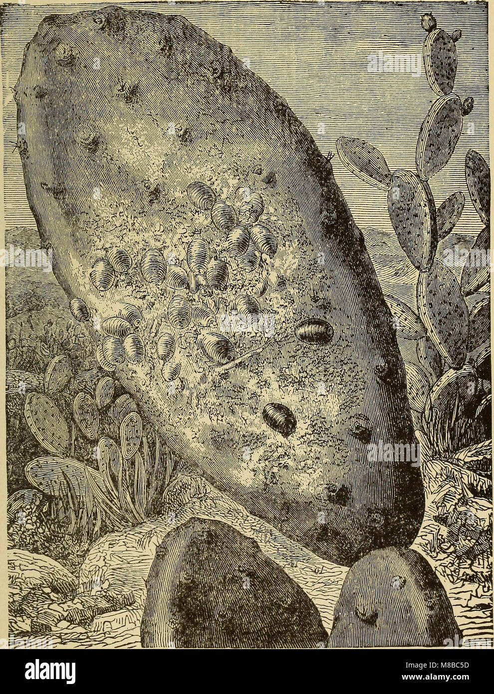 Daring deeds in the tropics. A thrilling narrative of remarkable ...