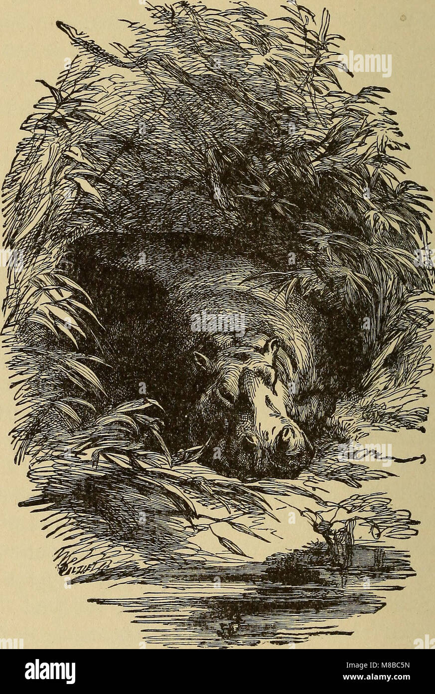 *Daring Deeds in the Tropics* (1894) recounts thrilling adventures and ...