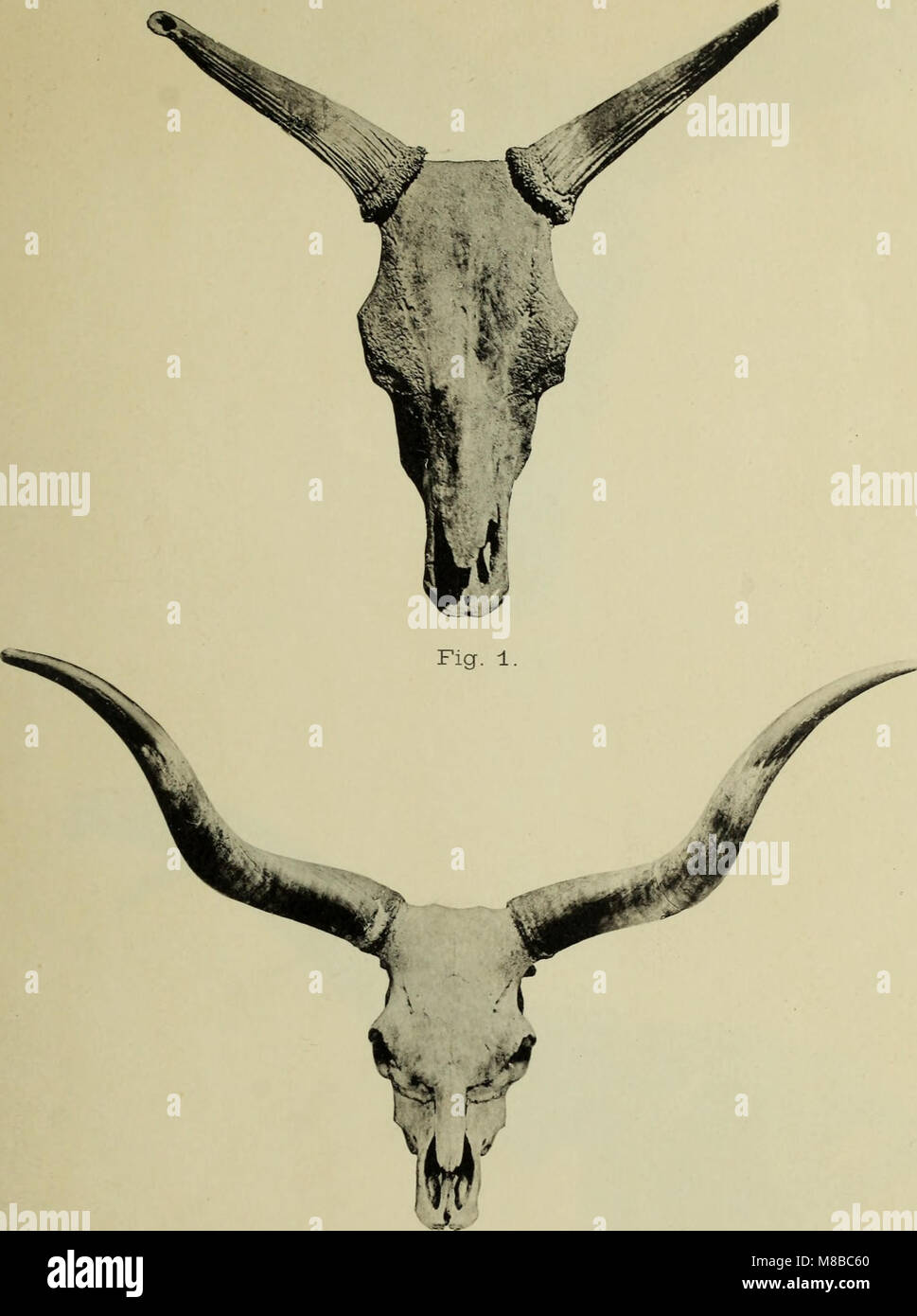 This 1899 German publication explores the history of cattle in ancient ...