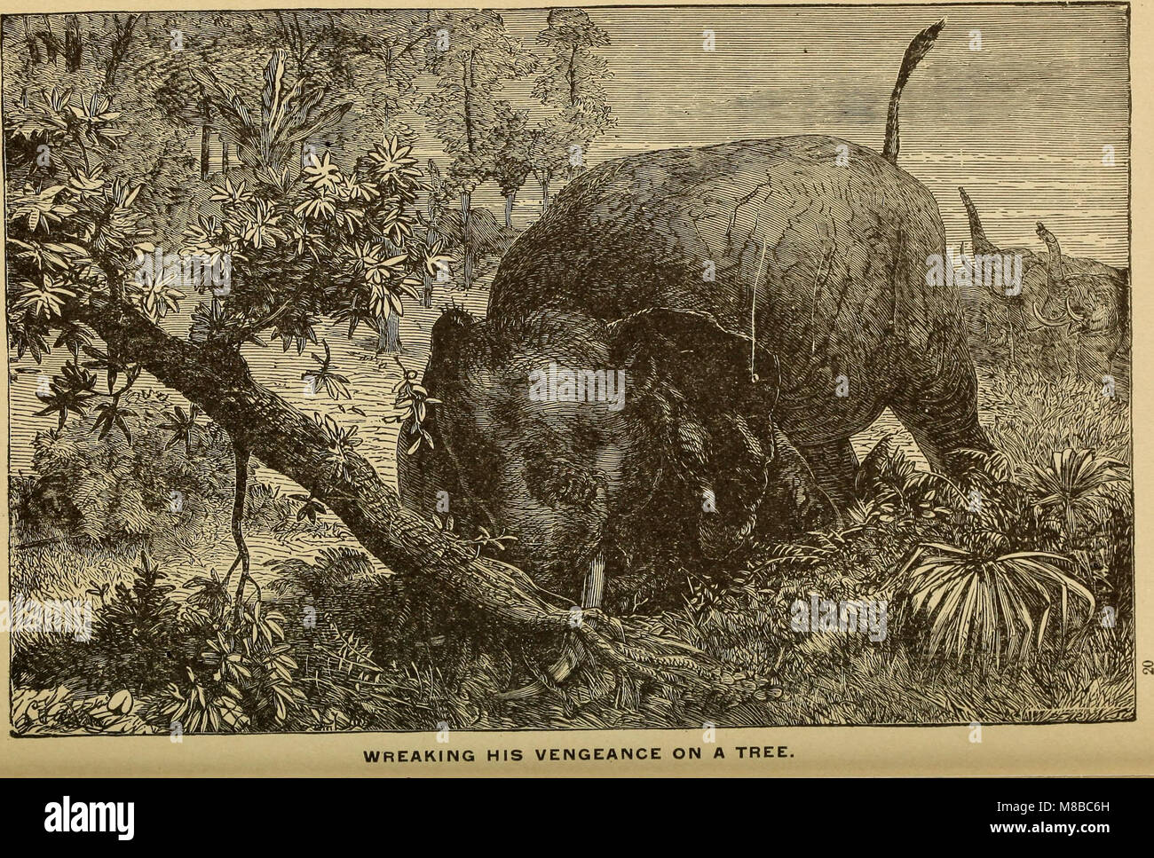 Daring deeds in the tropics. A thrilling narrative of remarkable ...